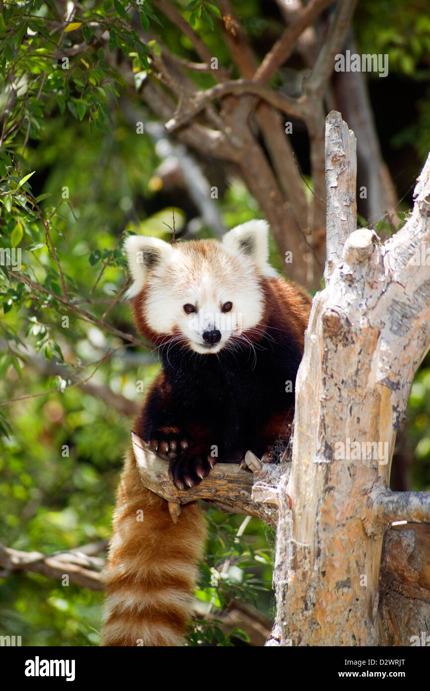 A red panda takes a break from lunch to check the surroundings Stock ...