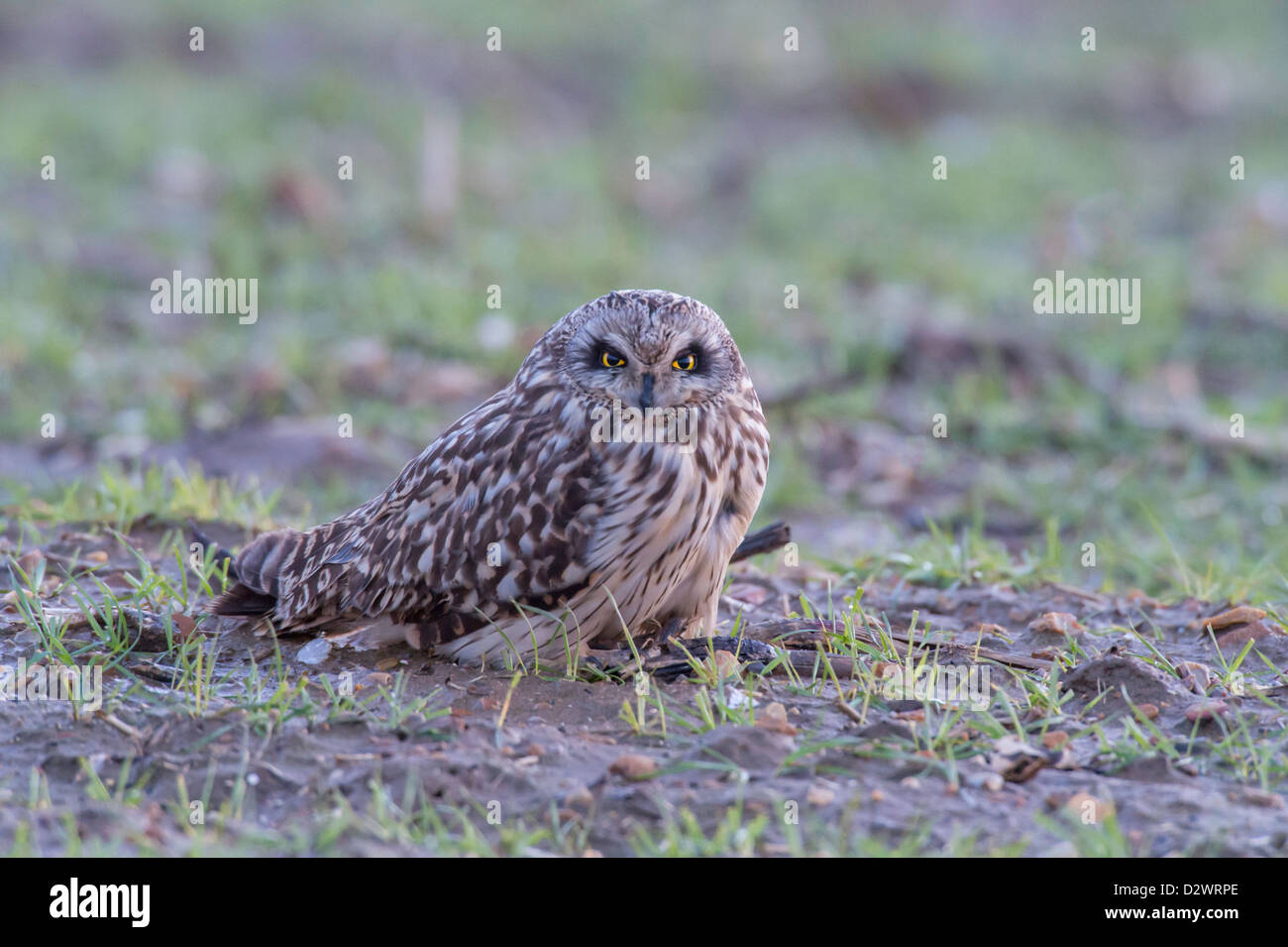 Owl in the rain hi-res stock photography and images - Alamy