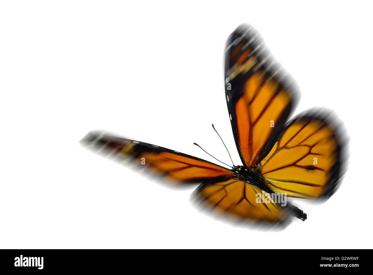 Plexippus Cut Out Stock Images & Pictures - Alamy