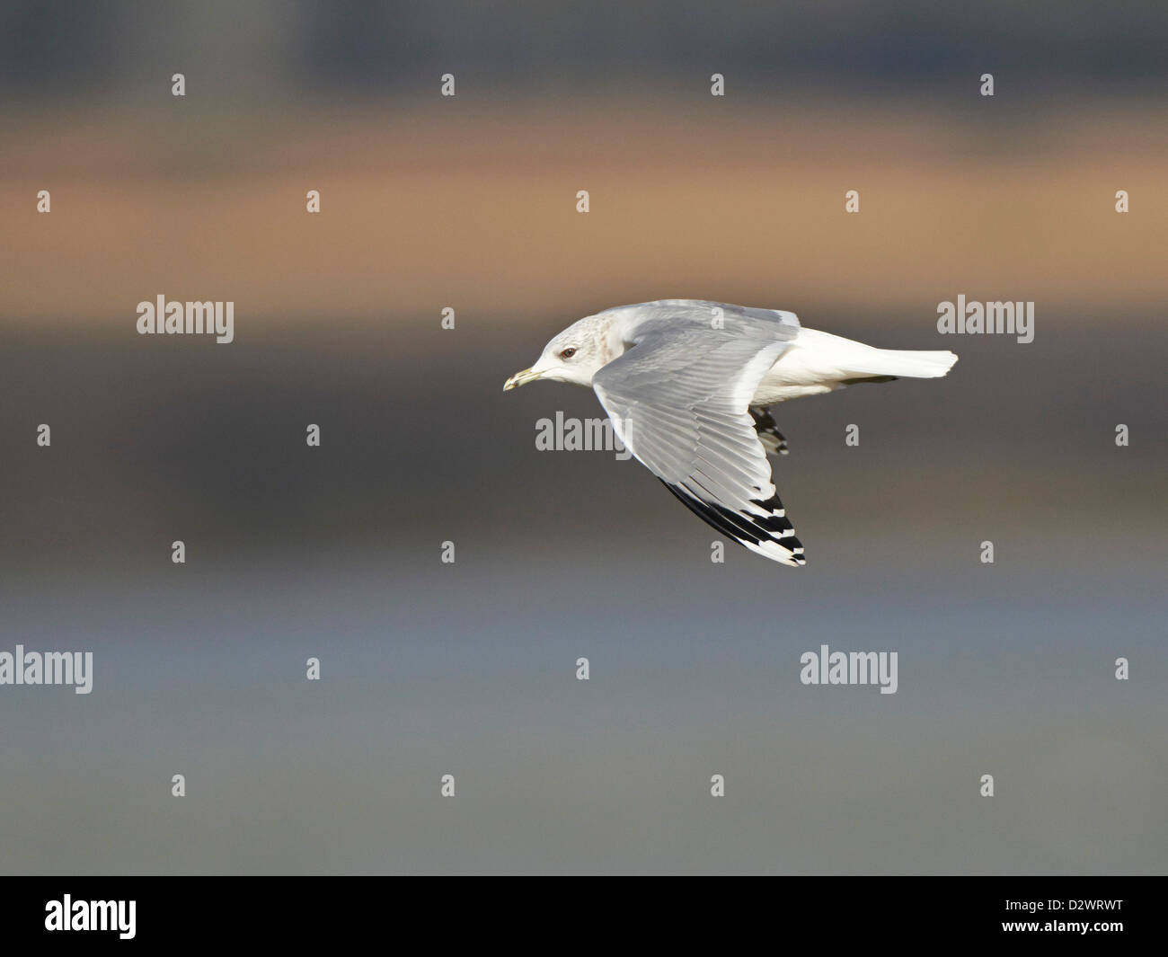 Common Gull in flight Stock Photo - Alamy