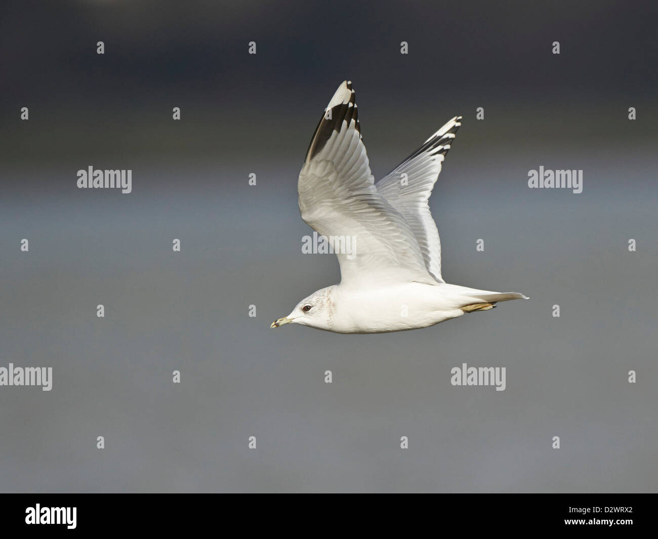 Common Gull in flight Stock Photo - Alamy