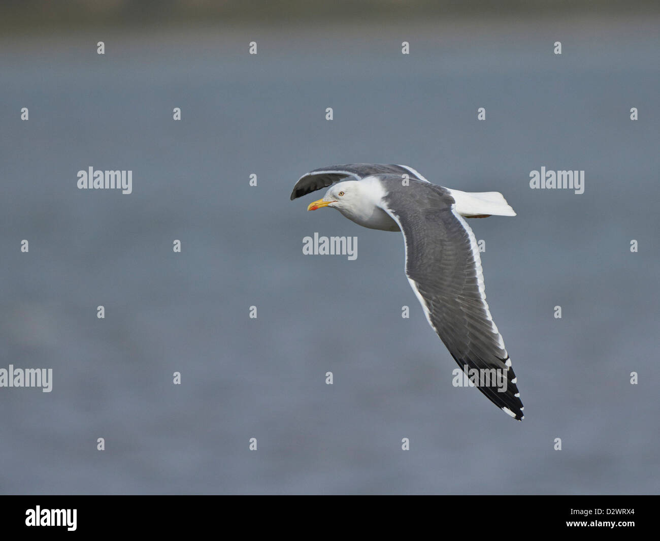 Lesser black-backed gull in flight Stock Photo - Alamy