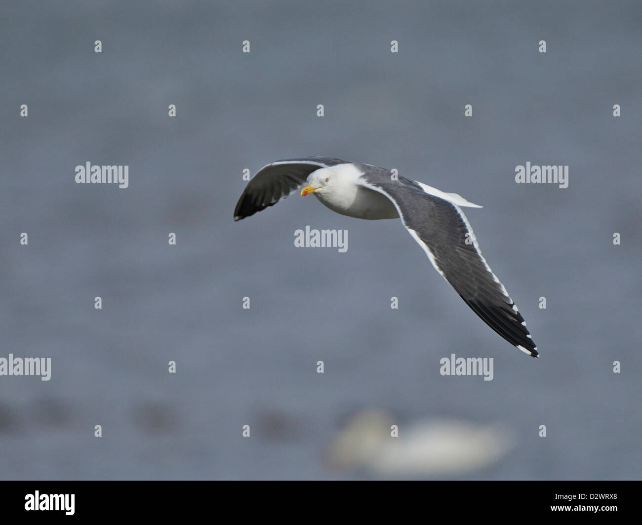 In roosting flight hi-res stock photography and images - Alamy