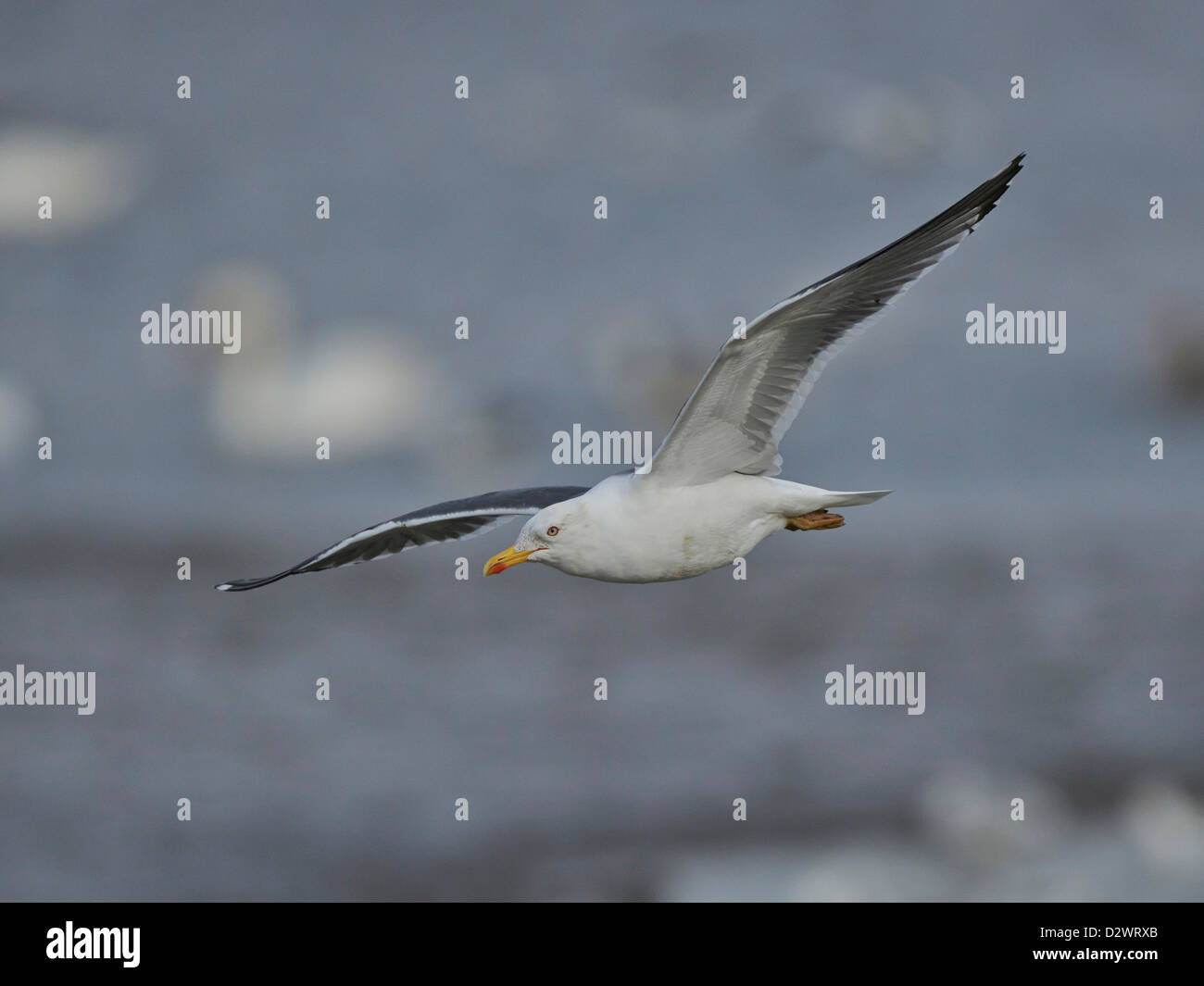 Lesser black-backed gull in flight Stock Photo - Alamy