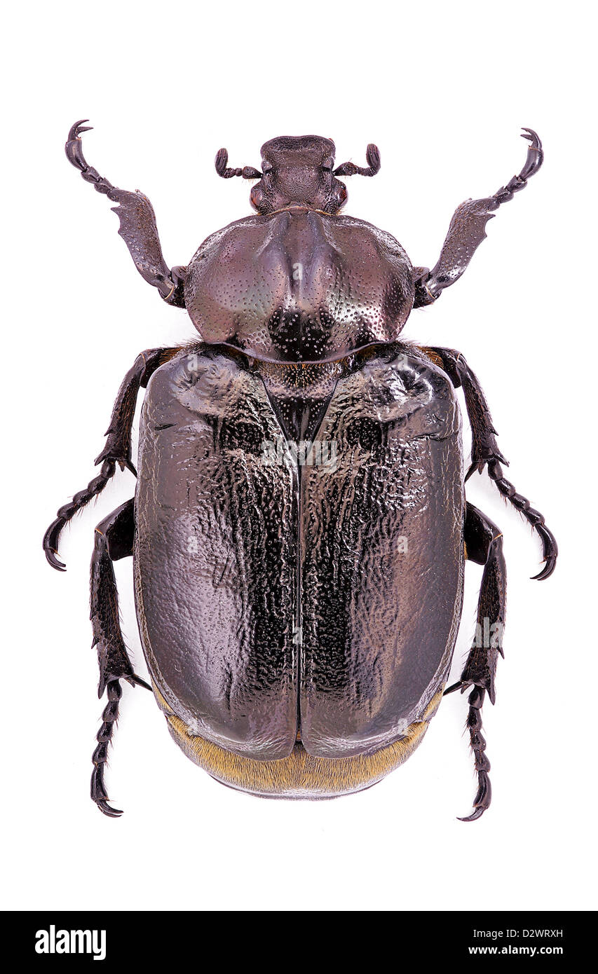 Osmoderma eremita, male, an endangered European beetle Stock Photo - Alamy