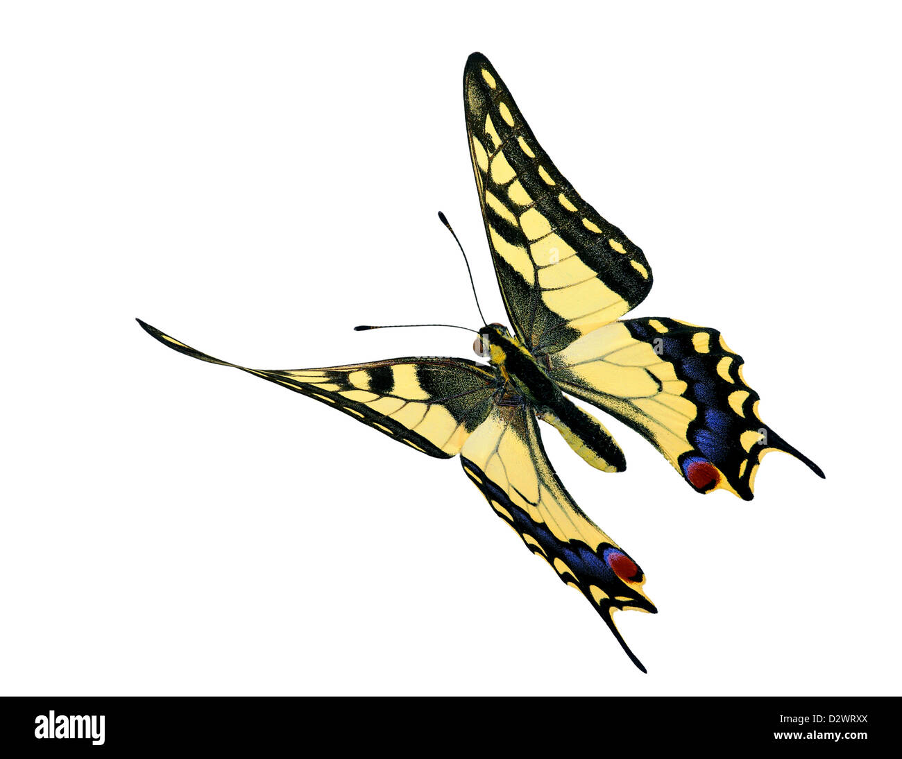 Flying arthropod hi-res stock photography and images - Alamy