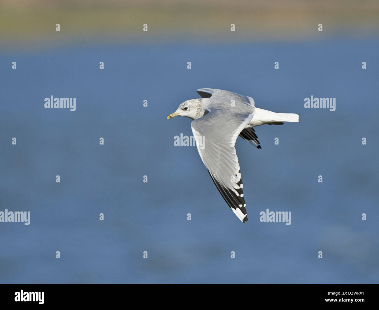 Common Gull in flight Stock Photo - Alamy