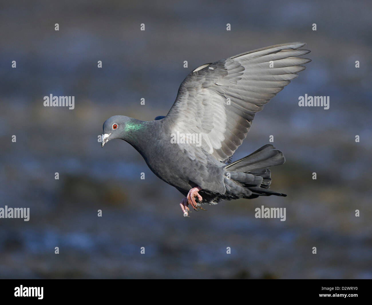 Feral Pigeon in flight Stock Photo - Alamy