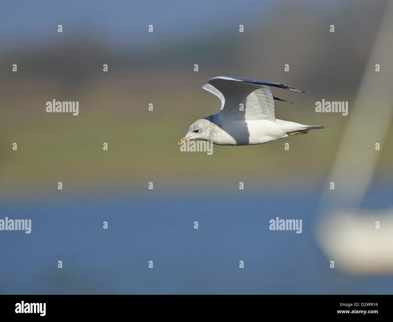 Common Gull in flight Stock Photo - Alamy
