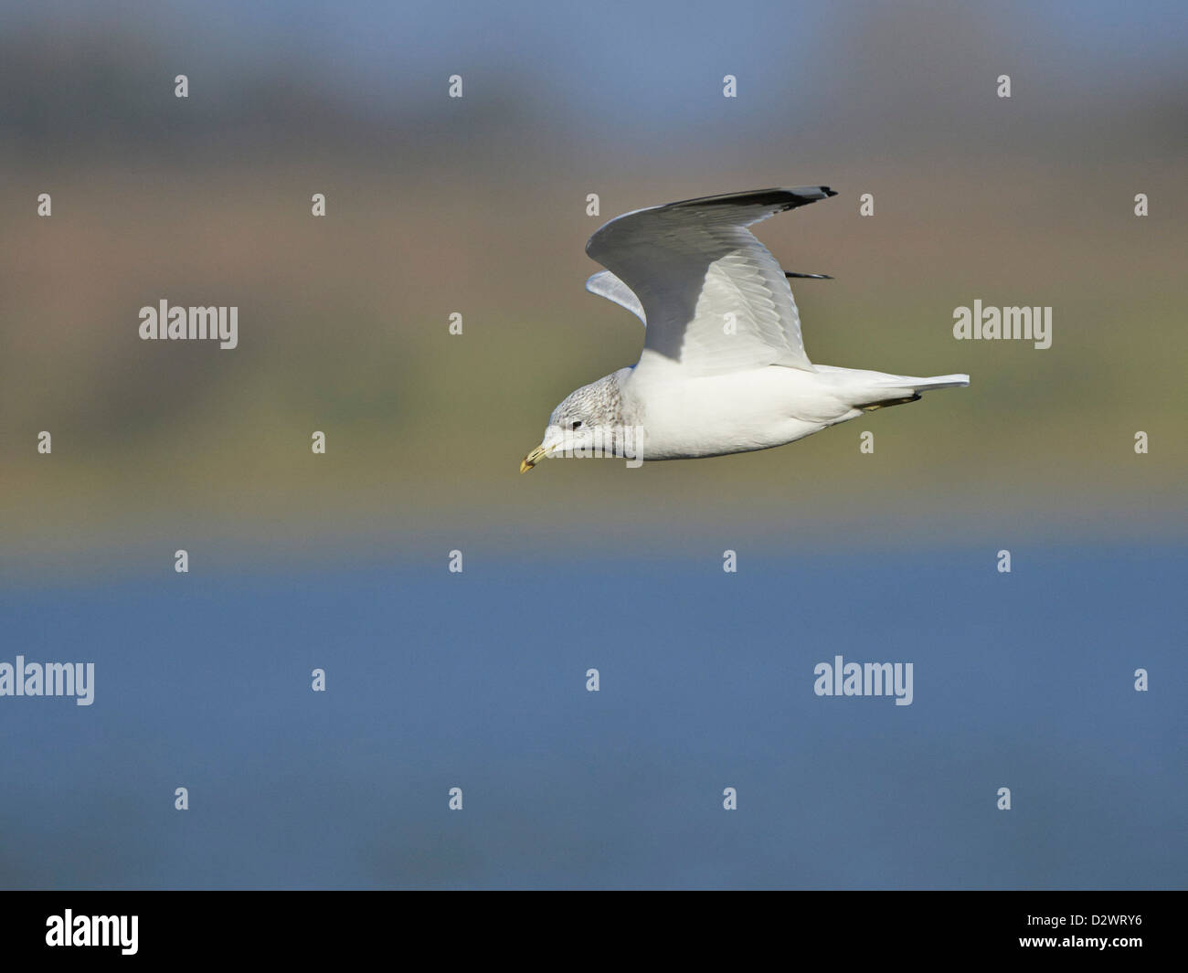 Common Gull in flight Stock Photo - Alamy
