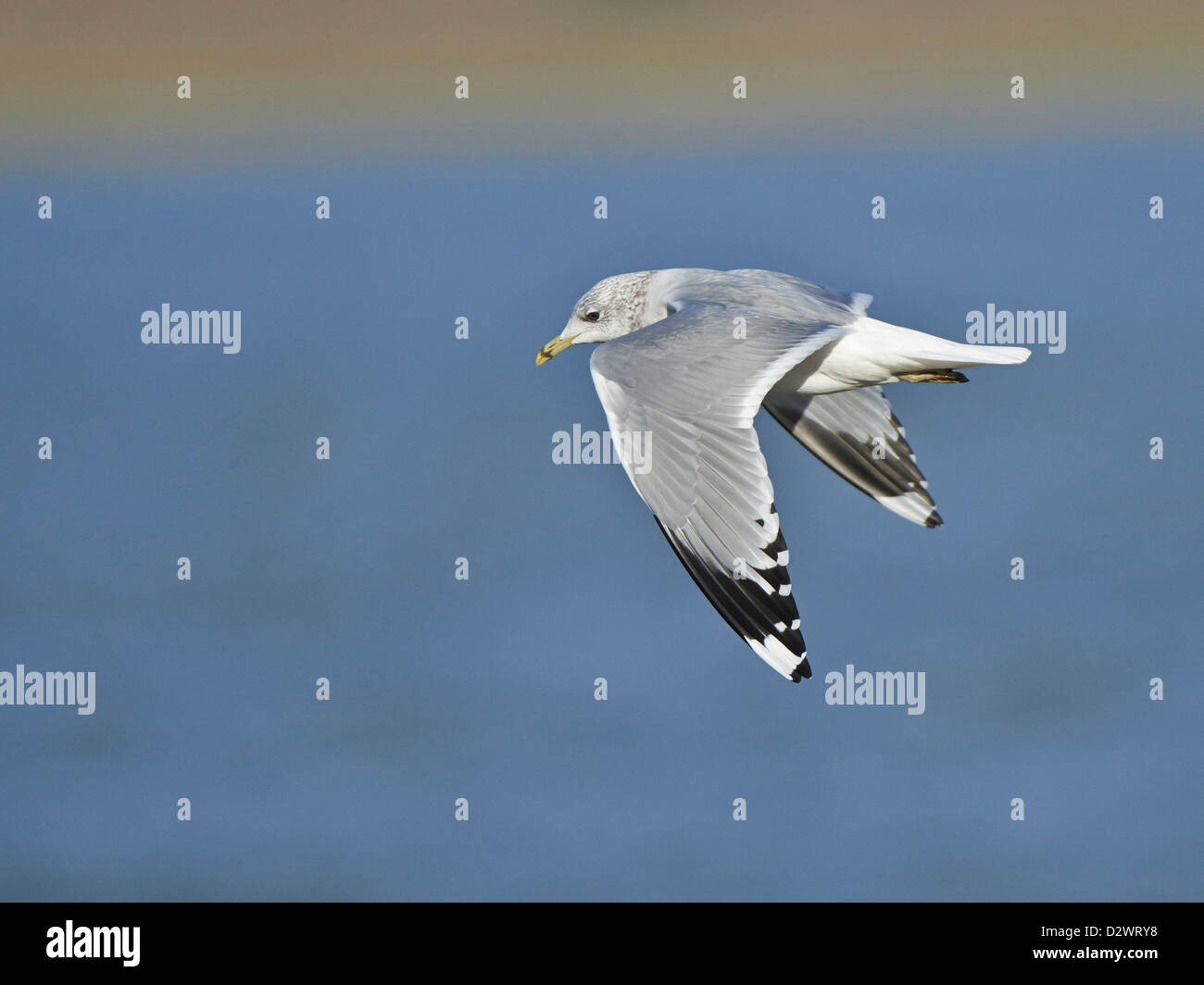 Common Gull in flight Stock Photo - Alamy