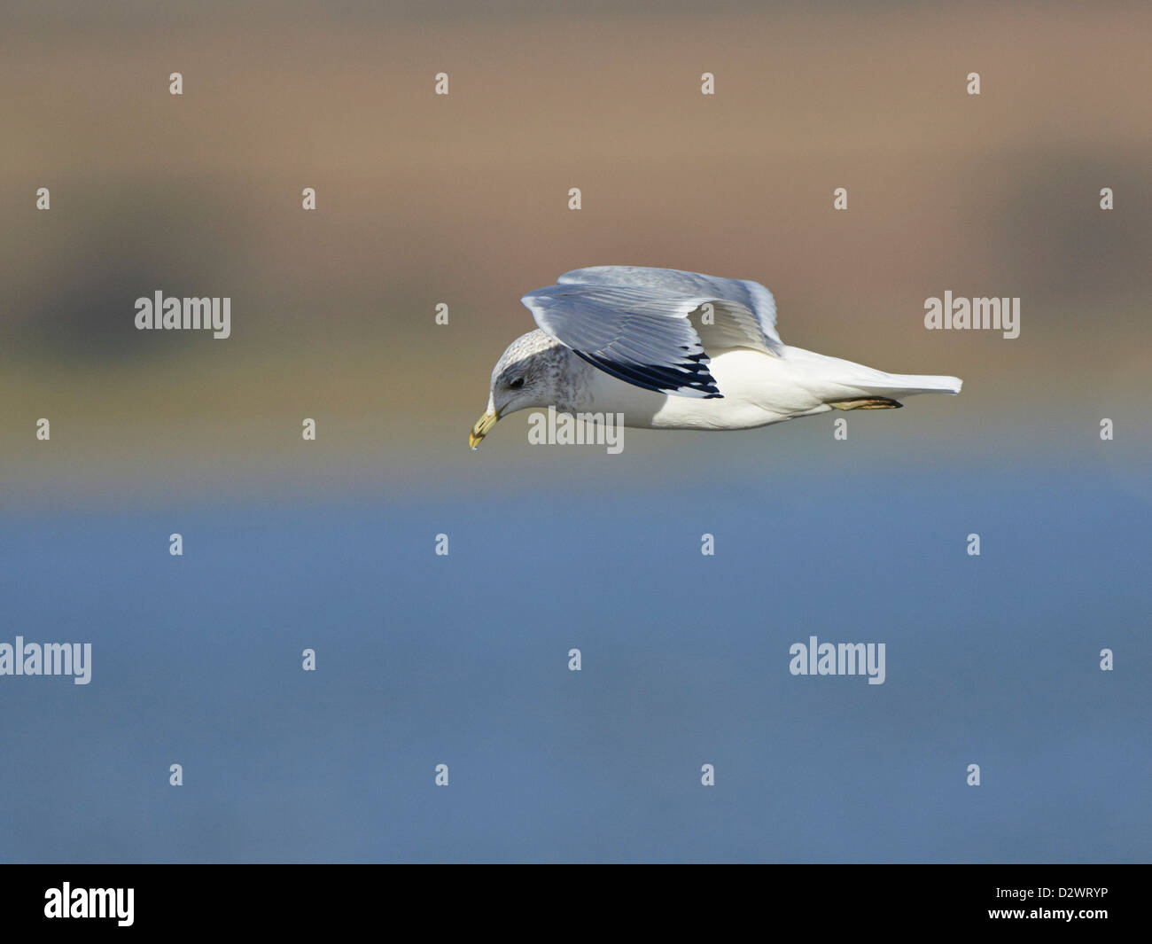 Common Gull in flight Stock Photo - Alamy