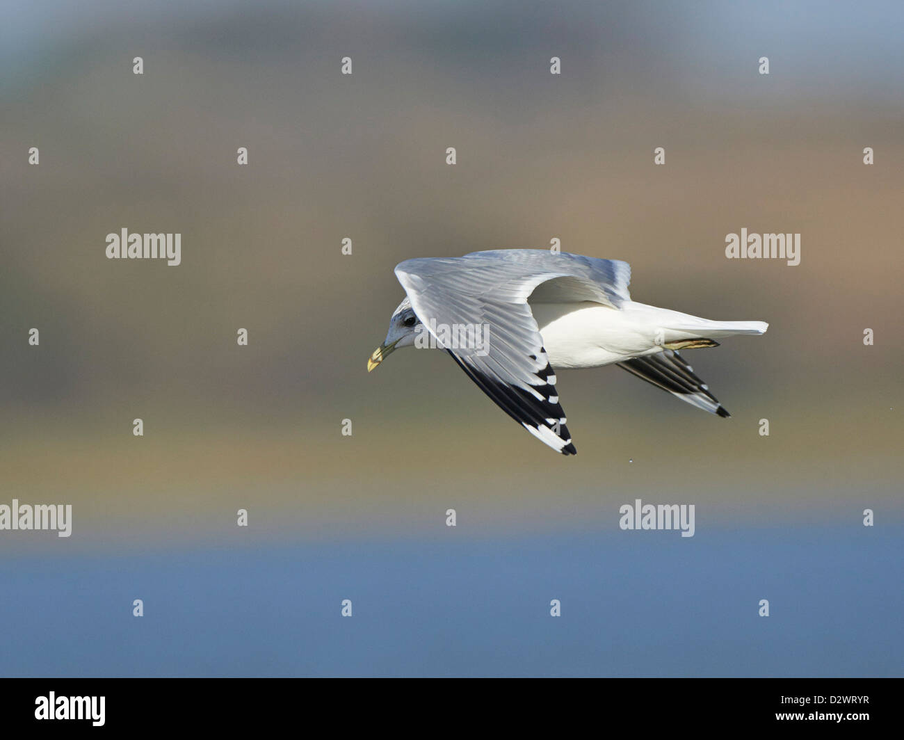 Common Gull in flight Stock Photo - Alamy