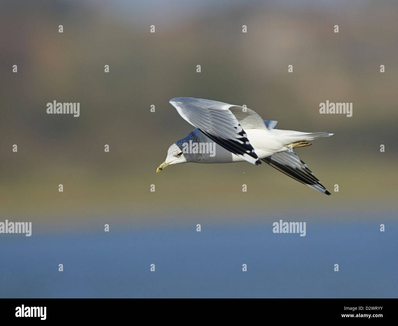 Common Gull in flight Stock Photo - Alamy
