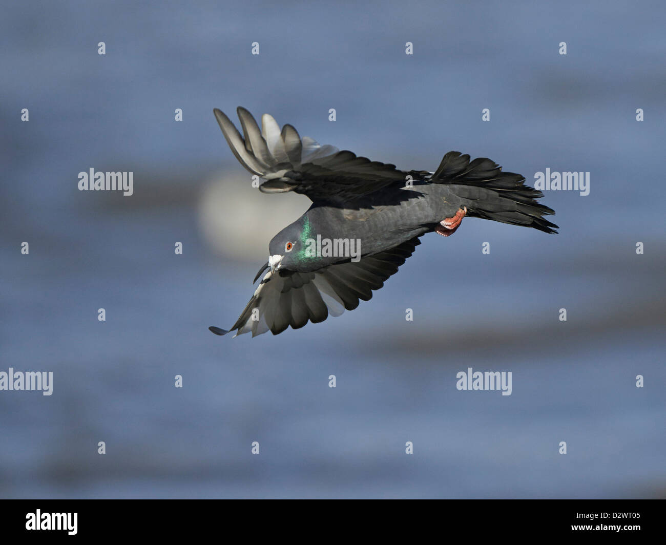 Feral Pigeon in flight Stock Photo - Alamy