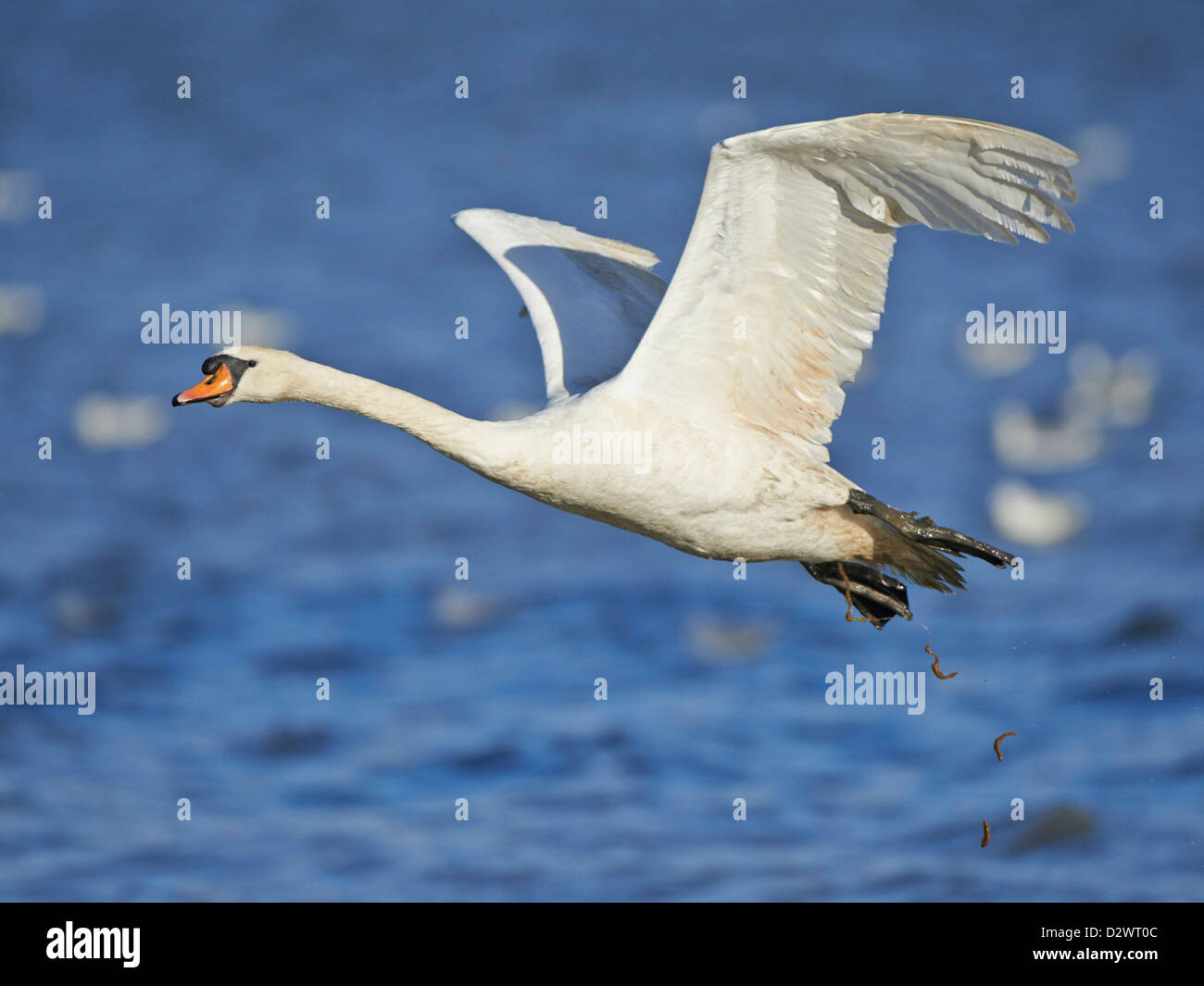 Swan in flight flying bird hi-res stock photography and images - Alamy