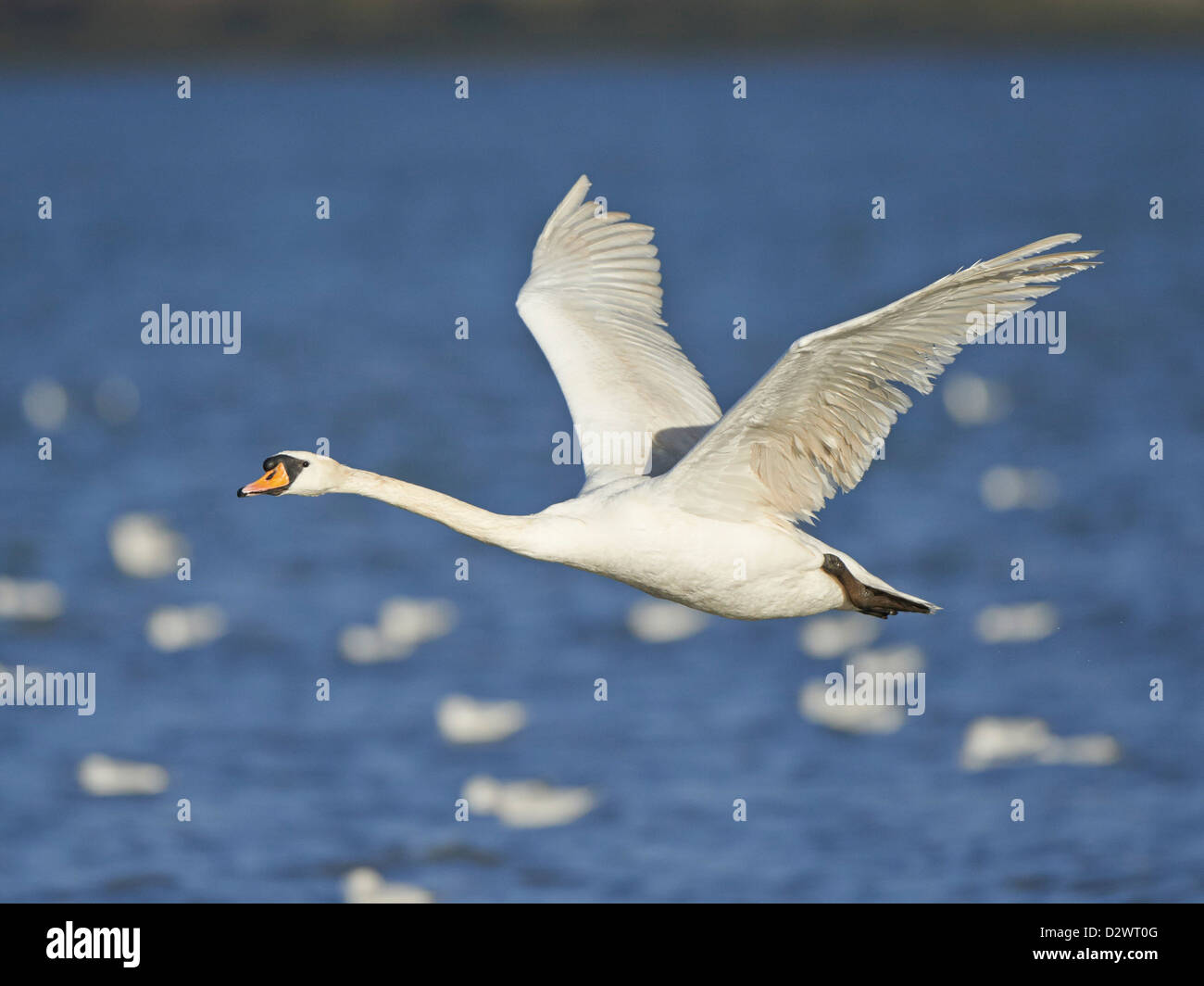 Swan in flight flying bird hi-res stock photography and images - Alamy
