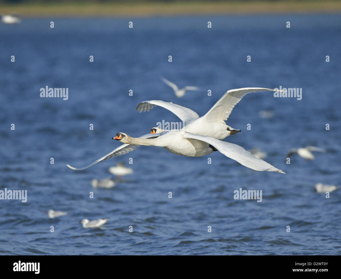 Swan in flight flying bird hi-res stock photography and images - Alamy