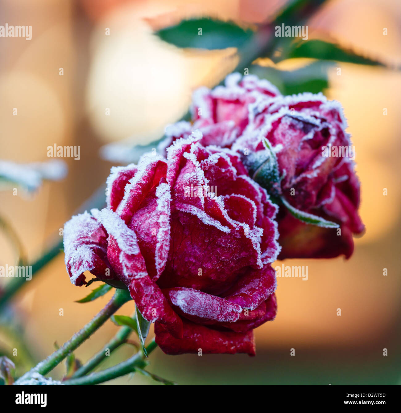 Coveredhoarfrost hi-res stock photography and images - Alamy