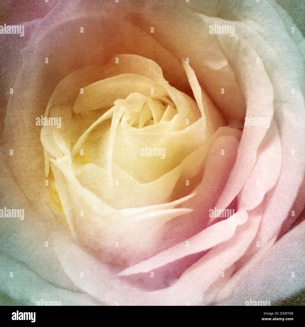 Beautiful Rose Background Stock Photo - Alamy