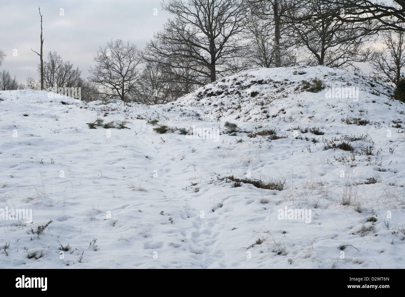 Old grave-field with severel burial-mounds near Ljungby Stock Photo - Alamy