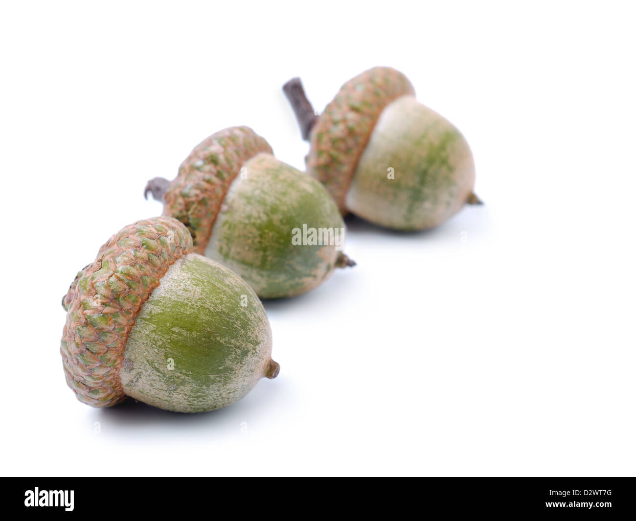 Three acorns isolated on white background Stock Photo - Alamy