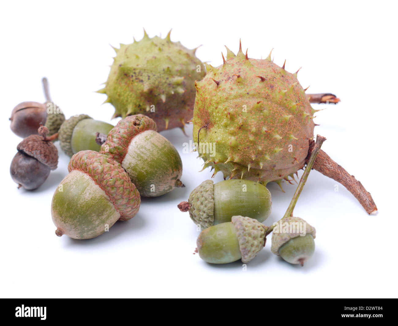 Chestnuts and acorns shot over white background Stock Photo - Alamy
