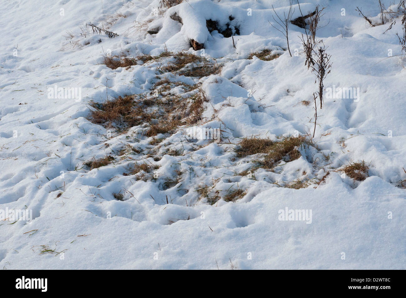 Mouse tracks in the snow hi-res stock photography and images - Alamy