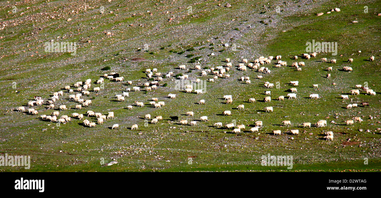 Top view sheep flock hi-res stock photography and images - Alamy