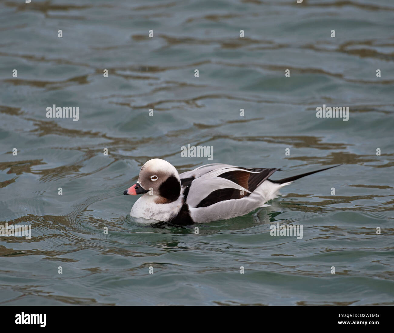 Long tailed duck uk hi-res stock photography and images - Alamy