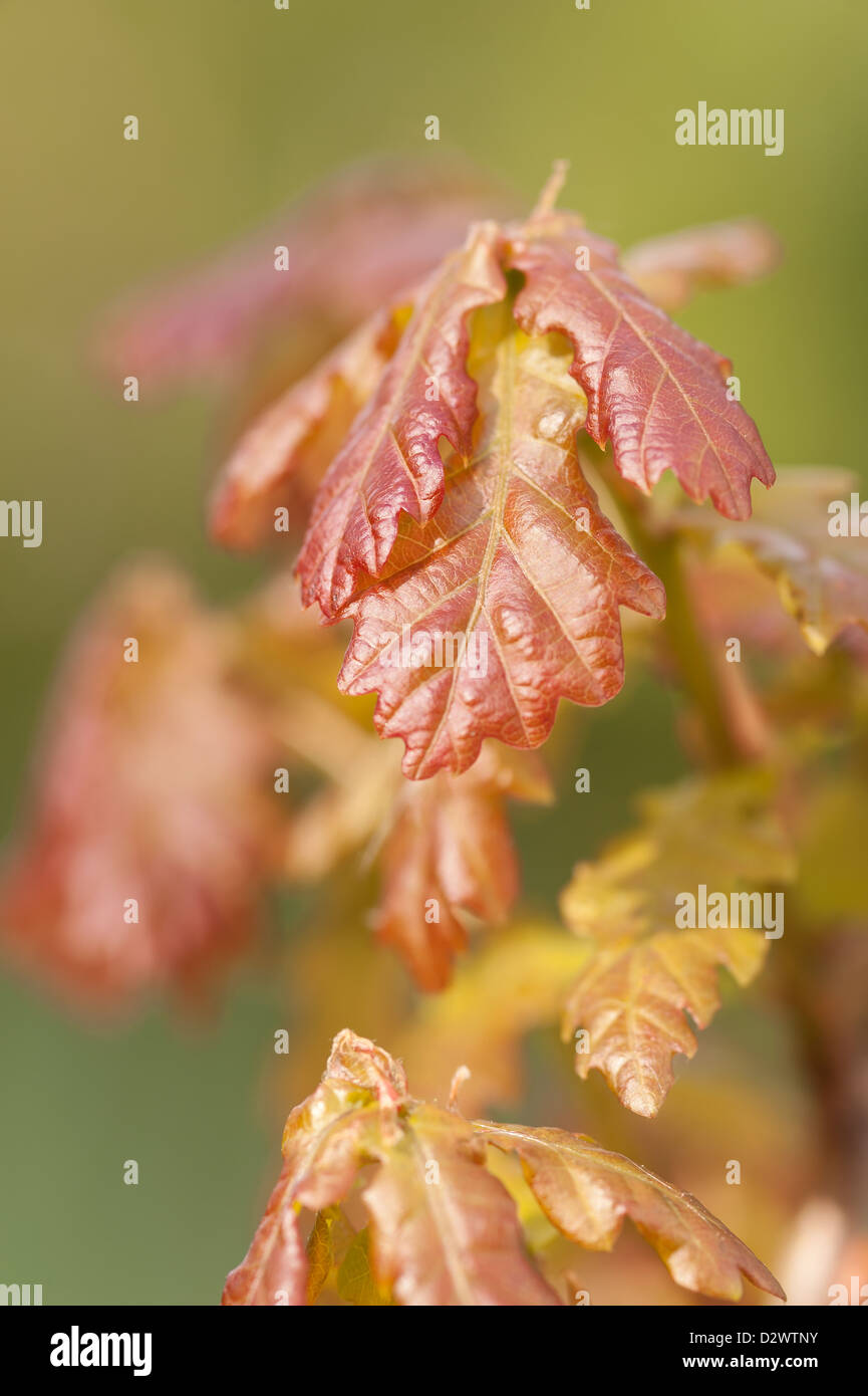 Germinating oak sapling with new delicate new leaves emerging from bud ...