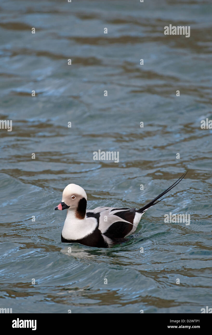 Long tailed duck winter sea uk hi-res stock photography and images - Alamy
