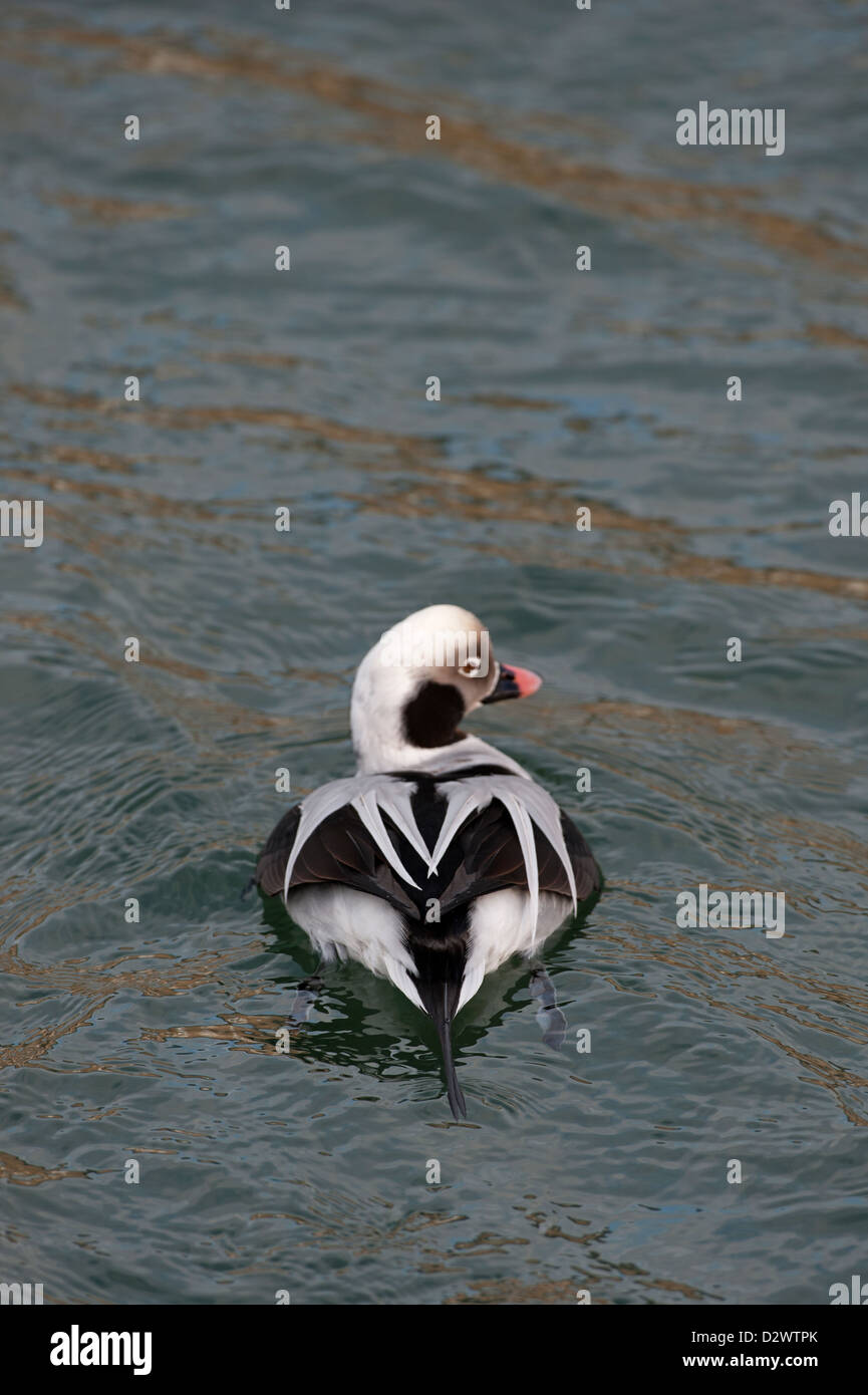 Long tailed duck uk hi-res stock photography and images - Alamy
