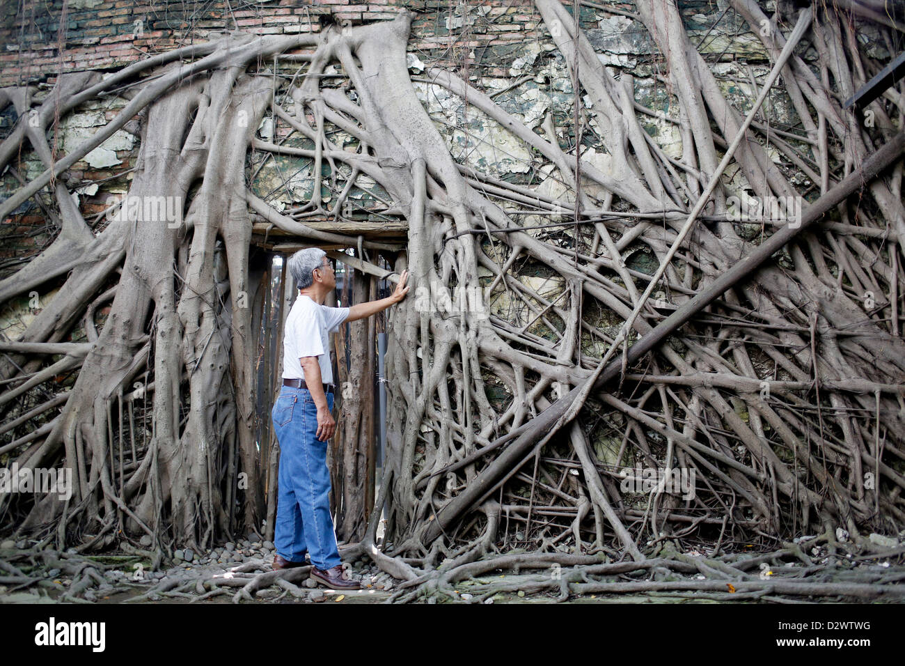Banyan tree roots surround a Dutch colonial warehouse, known as the ...