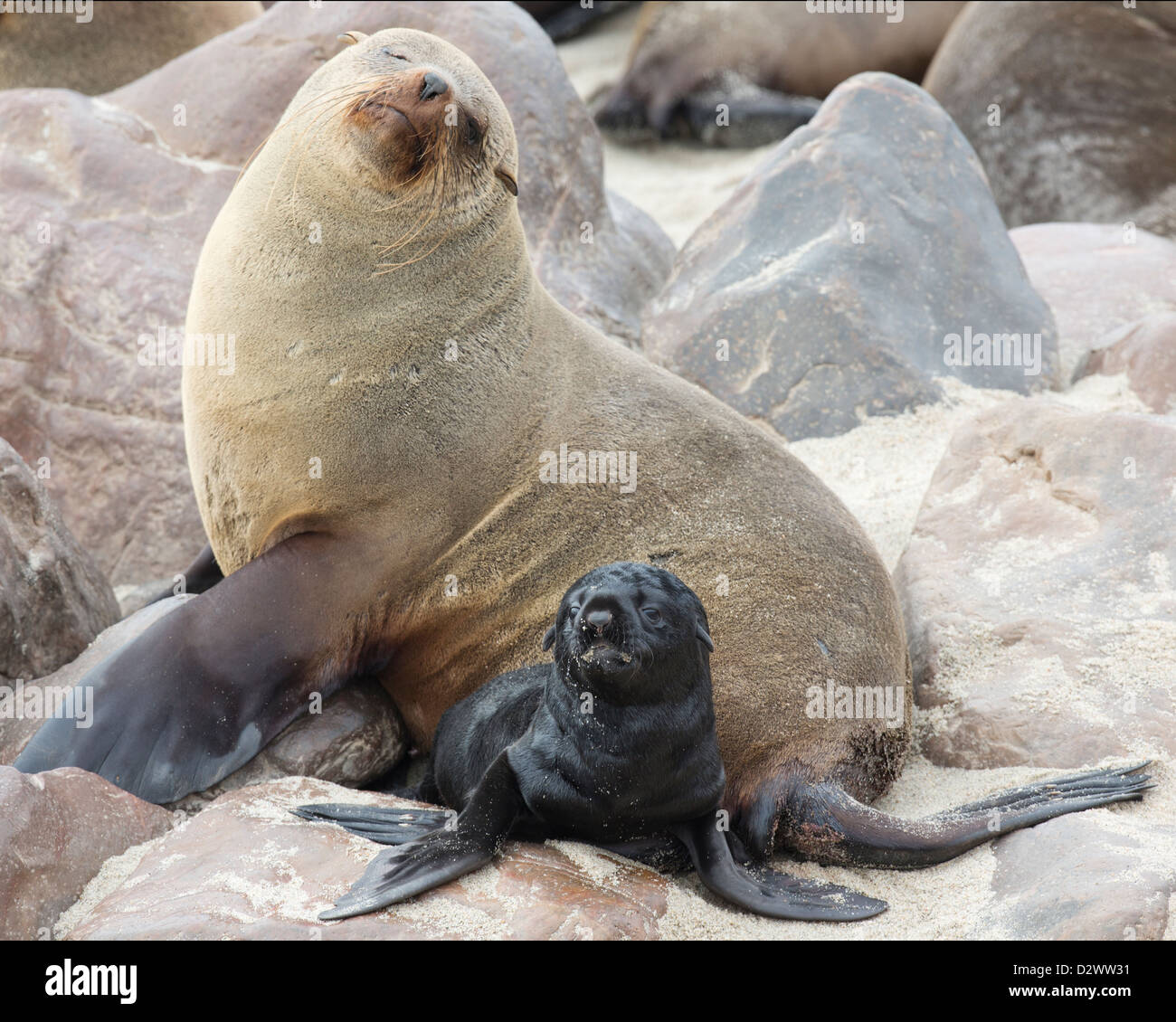 Cape Fur Seal mother and pup at Cape Cross in Namibia Stock Photo - Alamy
