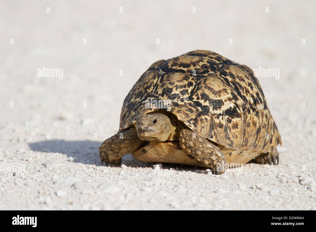 Slow tortoise hi-res stock photography and images - Alamy
