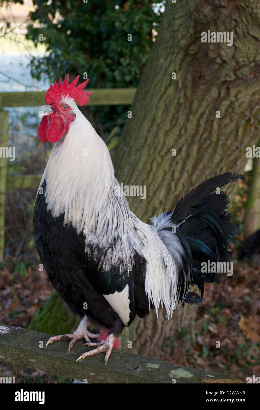 Black and White Silver Dorking Cockerel Cockerel Crowing while sitting ...