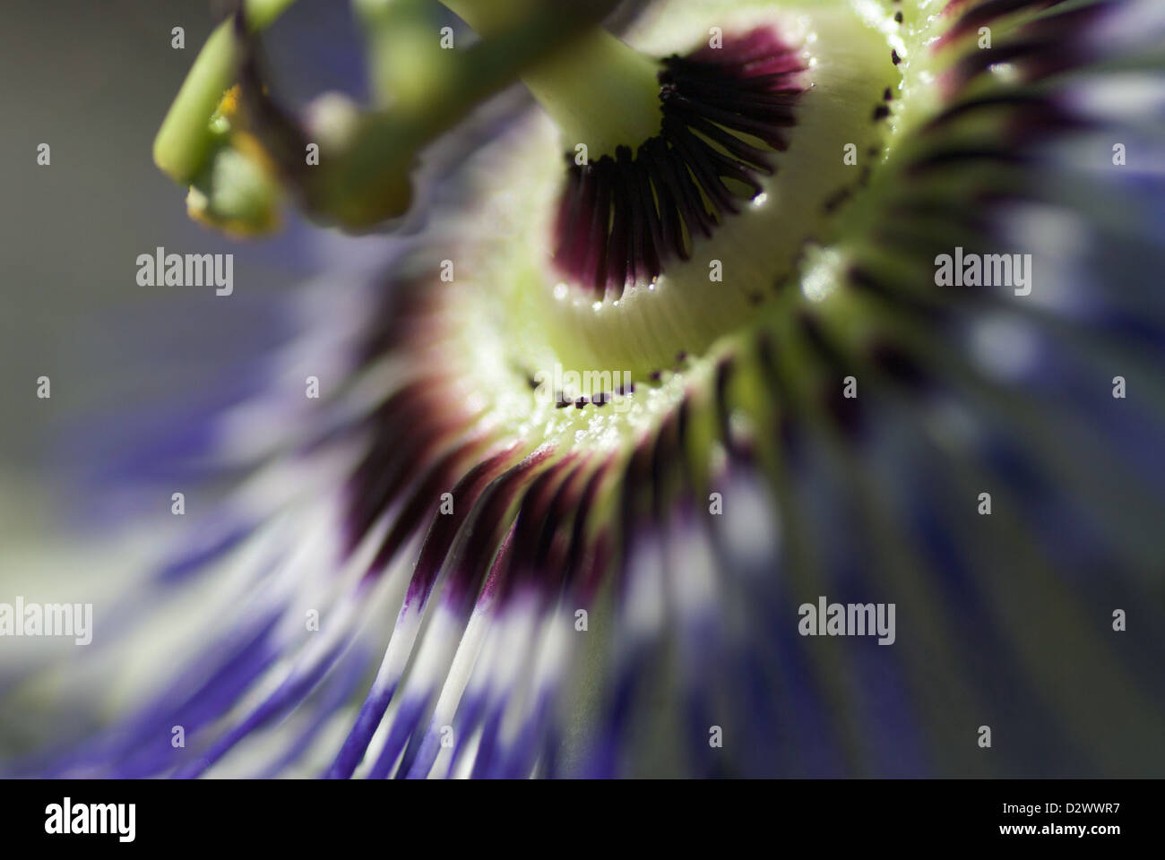 Alien flower hi-res stock photography and images - Alamy