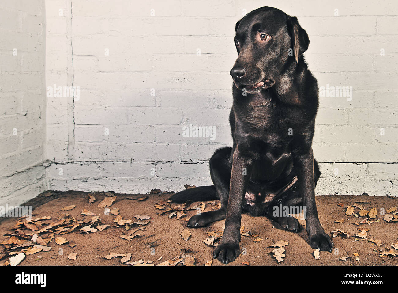 Nervous Chocolate Labrador Stock Photo - Alamy