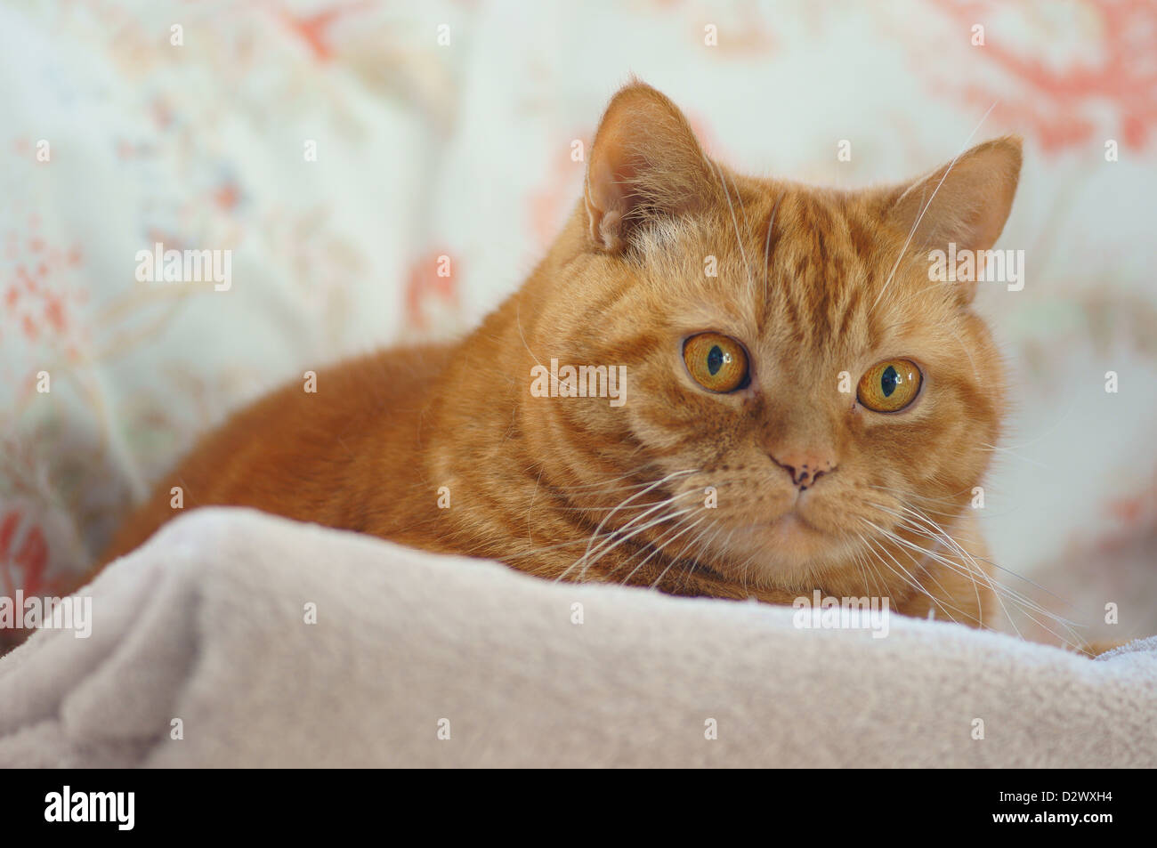 Male Ginger Cat High Resolution Stock Photography and Images - Alamy