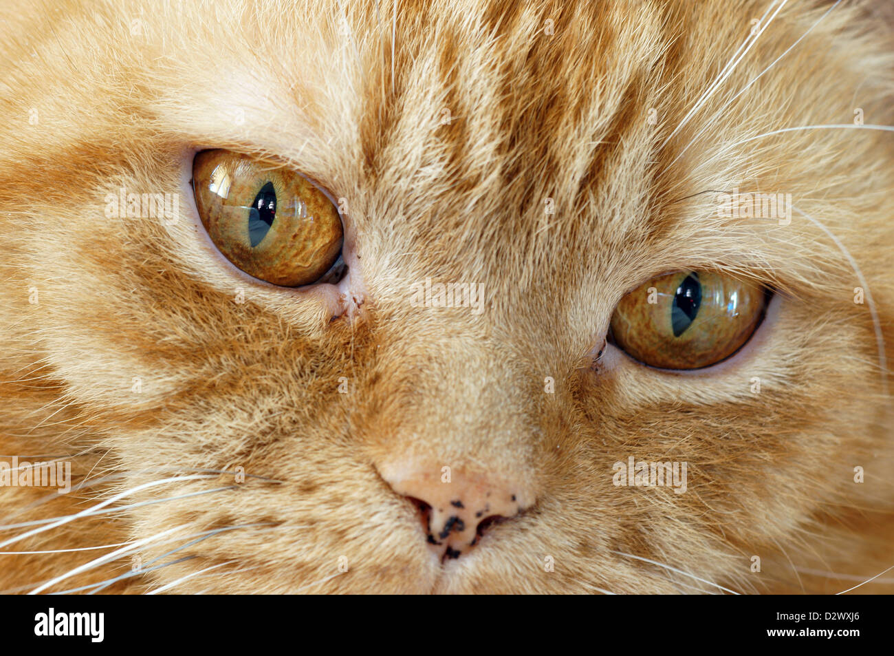 Male Ginger Cat High Resolution Stock Photography and Images - Alamy