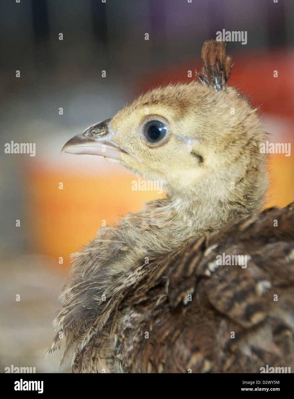 Peacock chick hi-res stock photography and images - Alamy