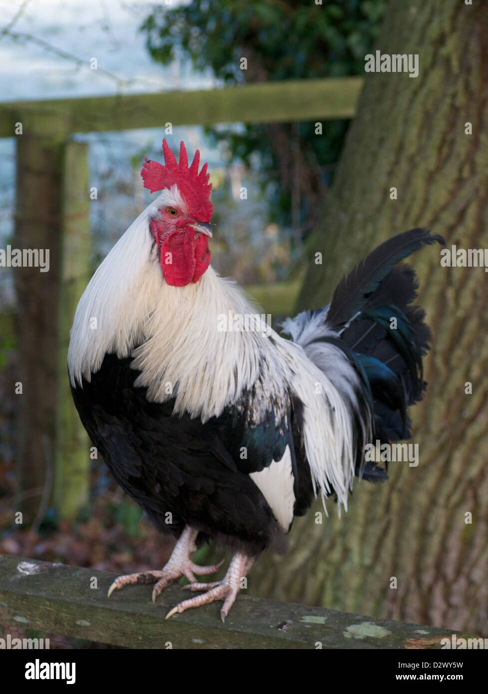 Black and White Black Orpington Cockerel Cockerel Stock Photo - Alamy