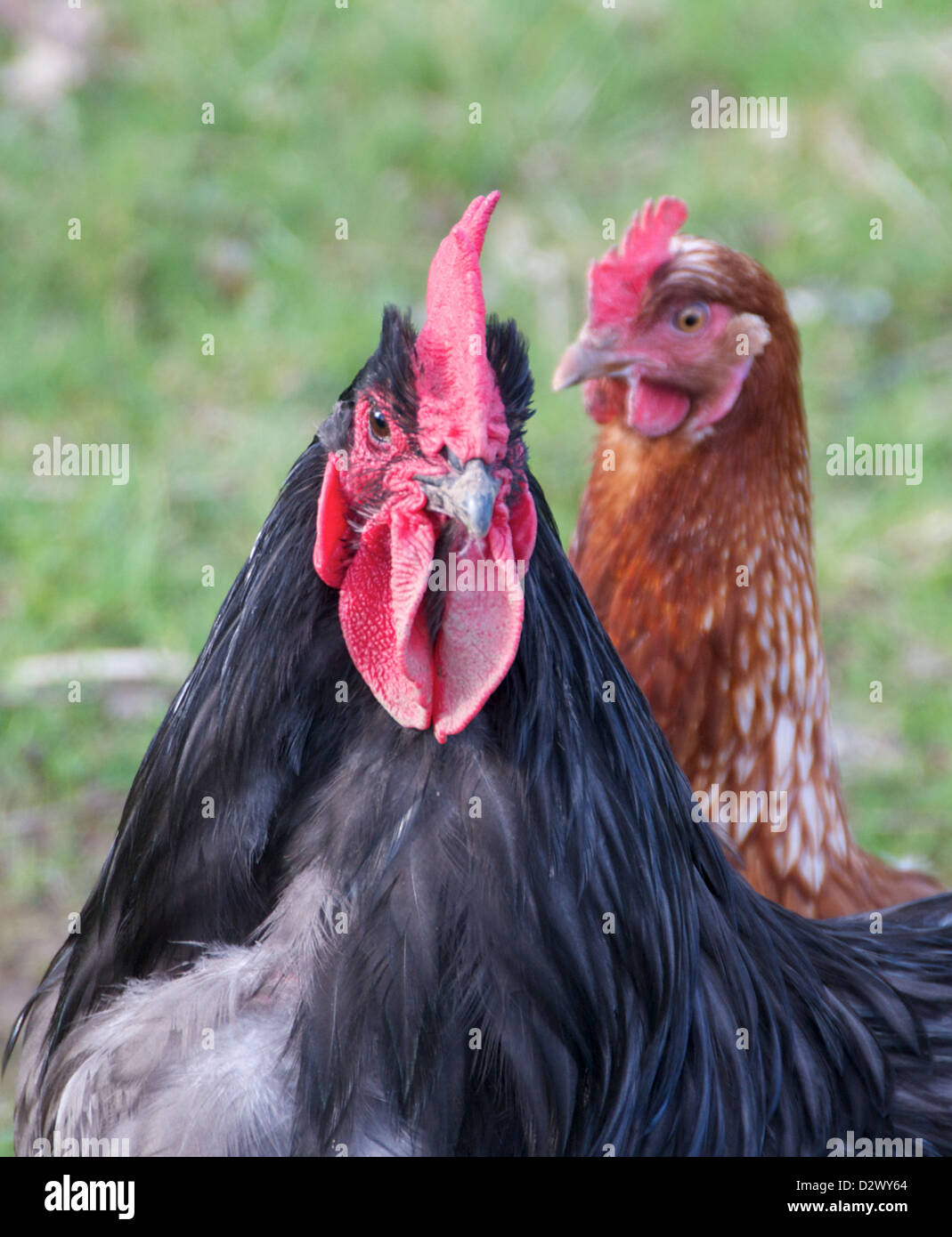Black Orpington Cockerel with Cross Red Hen Behind Stock Photo - Alamy
