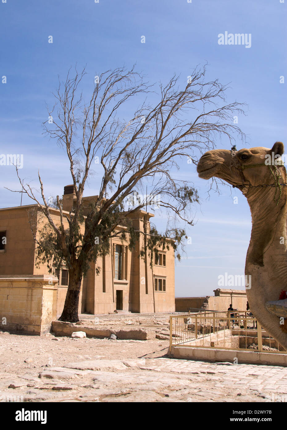 Giza Camel and Monument Stock Photo - Alamy