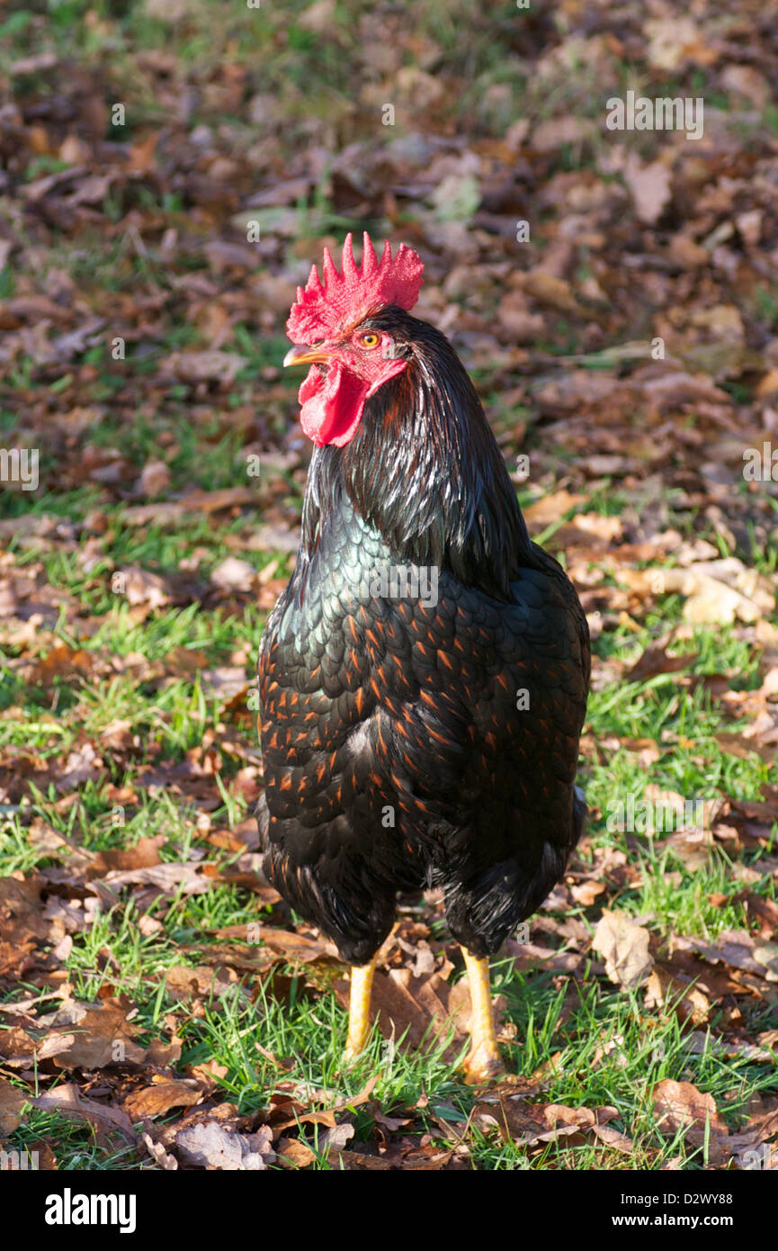 Cockeril hi-res stock photography and images - Alamy