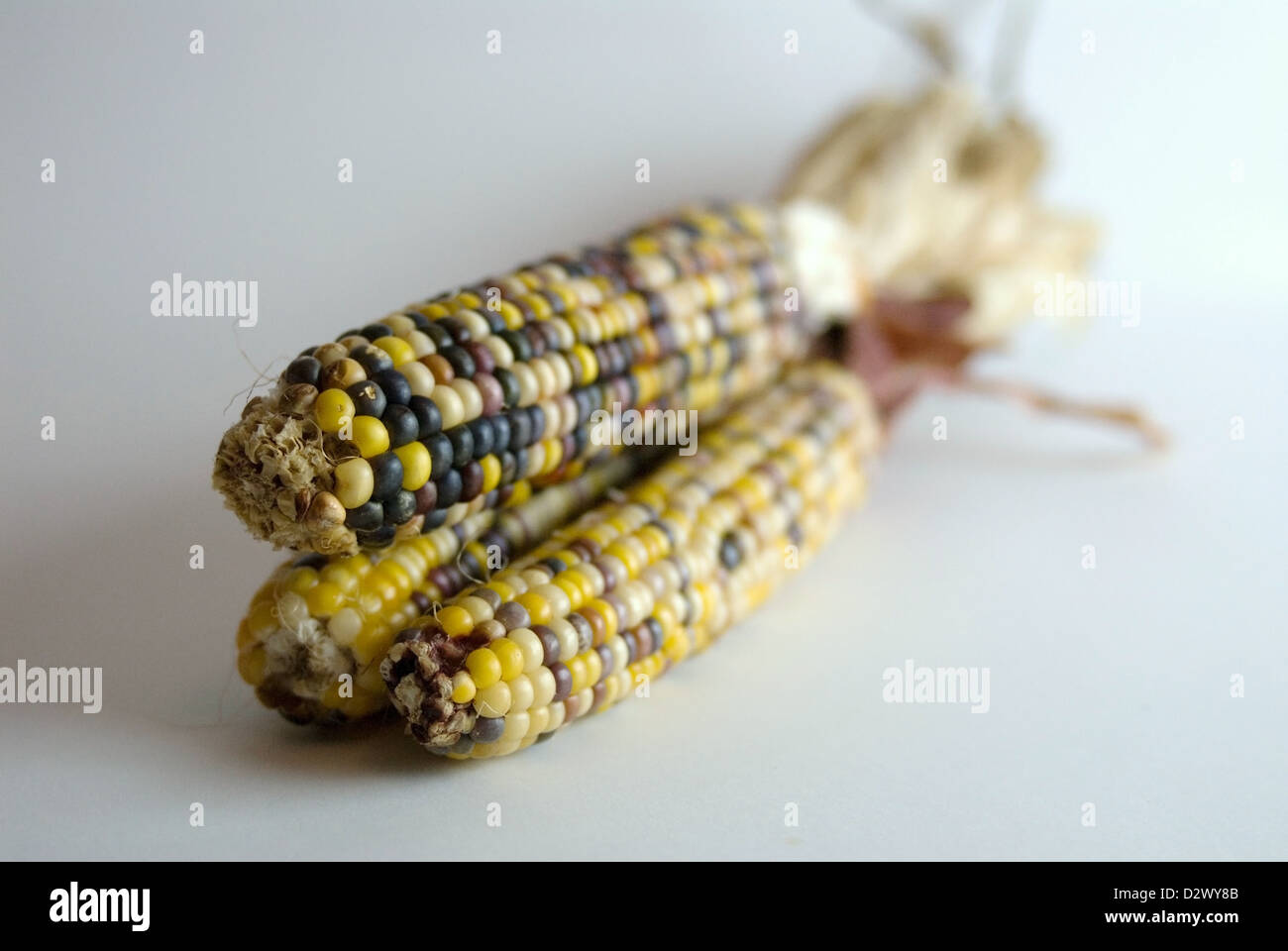Three ears of Dried Corn on White Background Stock Photo - Alamy