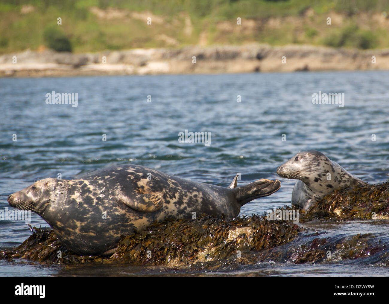 Two English Spotted Seals on Rock on South Coast Stock Photo - Alamy