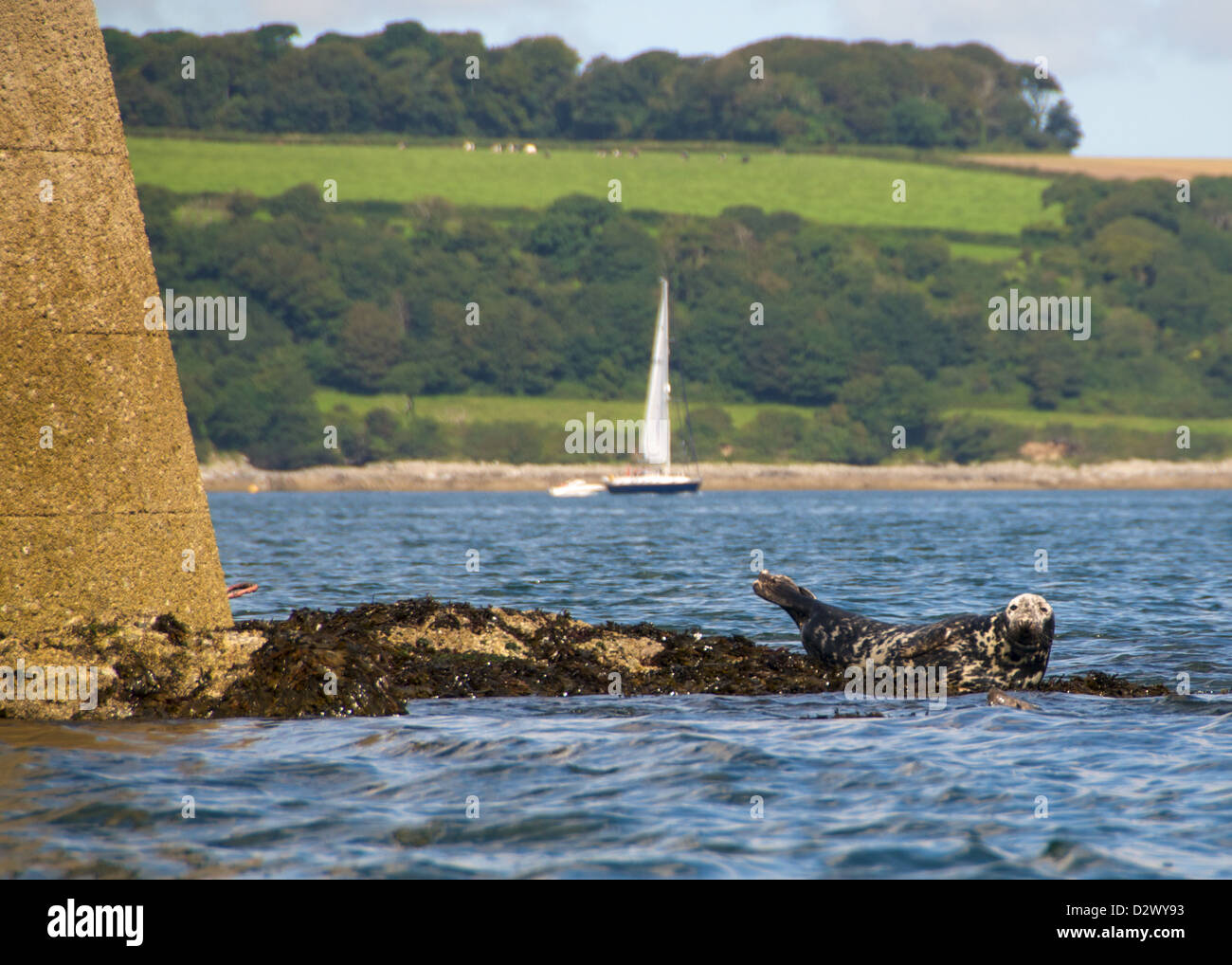 Two English Spotted Seals on Rock on South Coast with sailing boat in ...