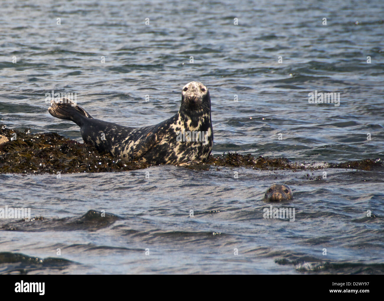 Two English Spotted Seals on Rock on South Coast Stock Photo - Alamy